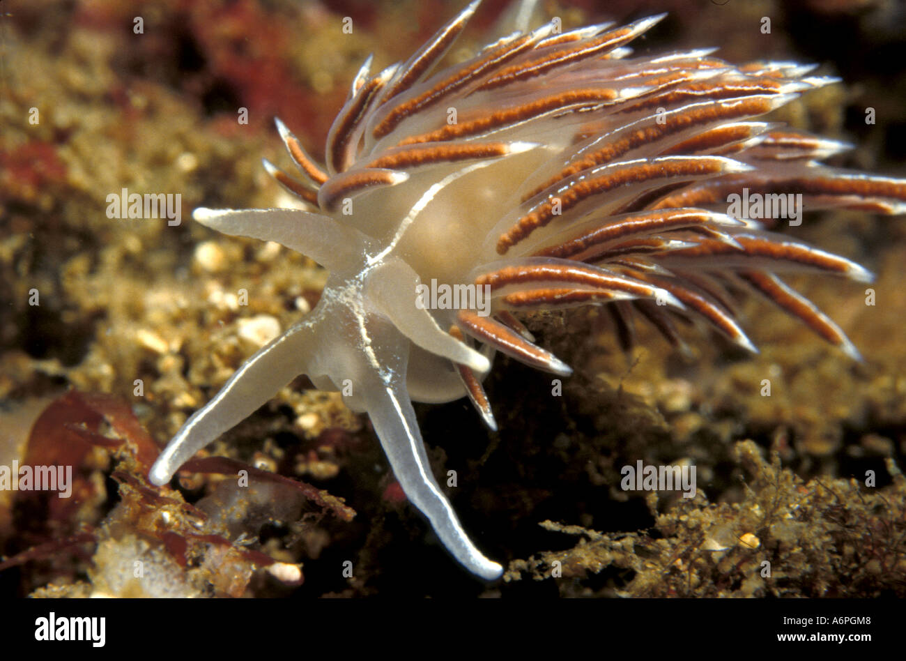 sea slug Coryphella lineata in Wheasel Loch St Abbs and Eyemouth Vol ...