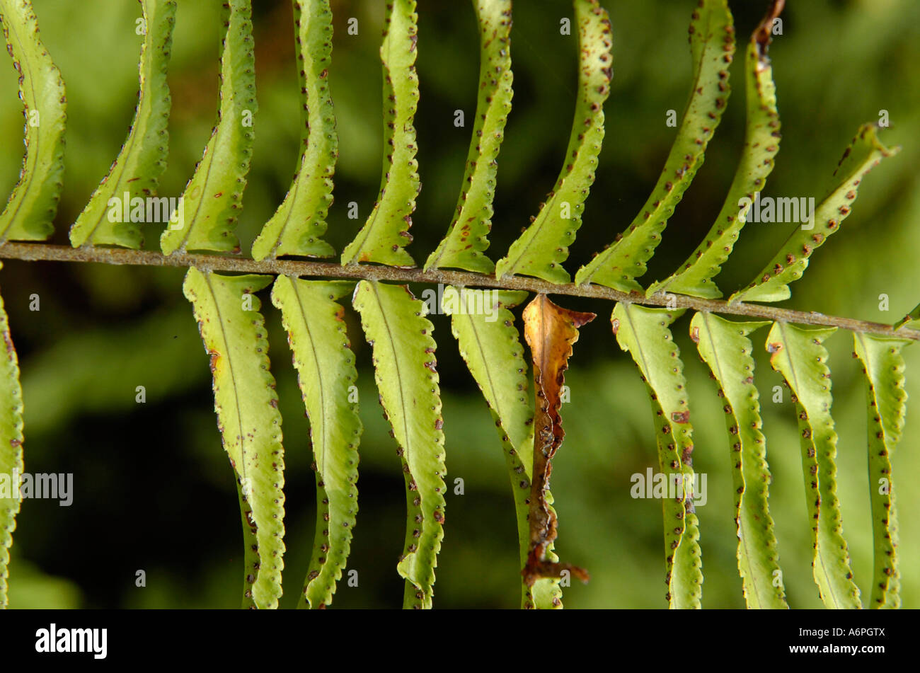 Fern foliation hi-res stock photography and images - Alamy