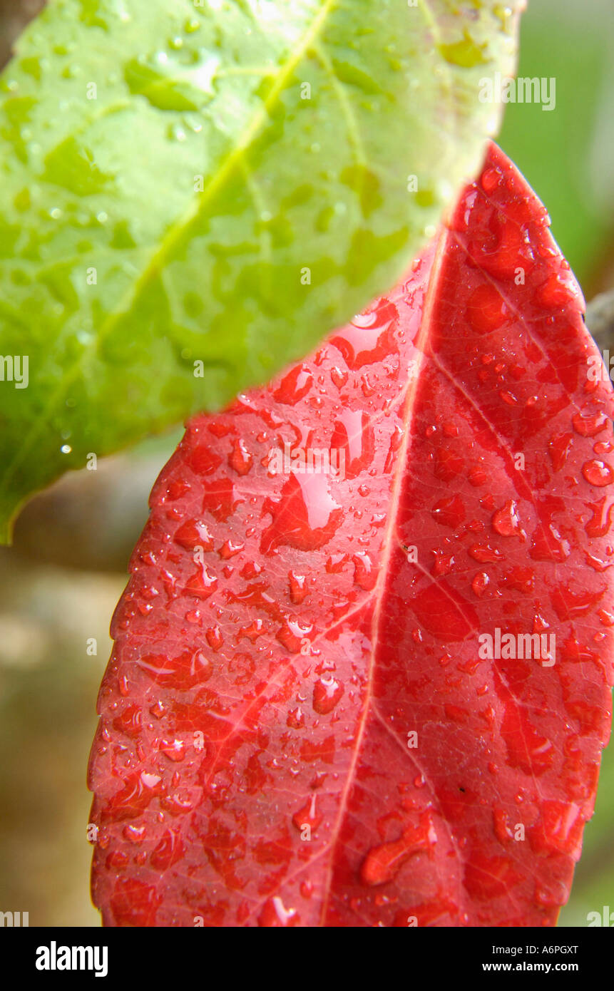 Green and red leaves Stock Photo - Alamy