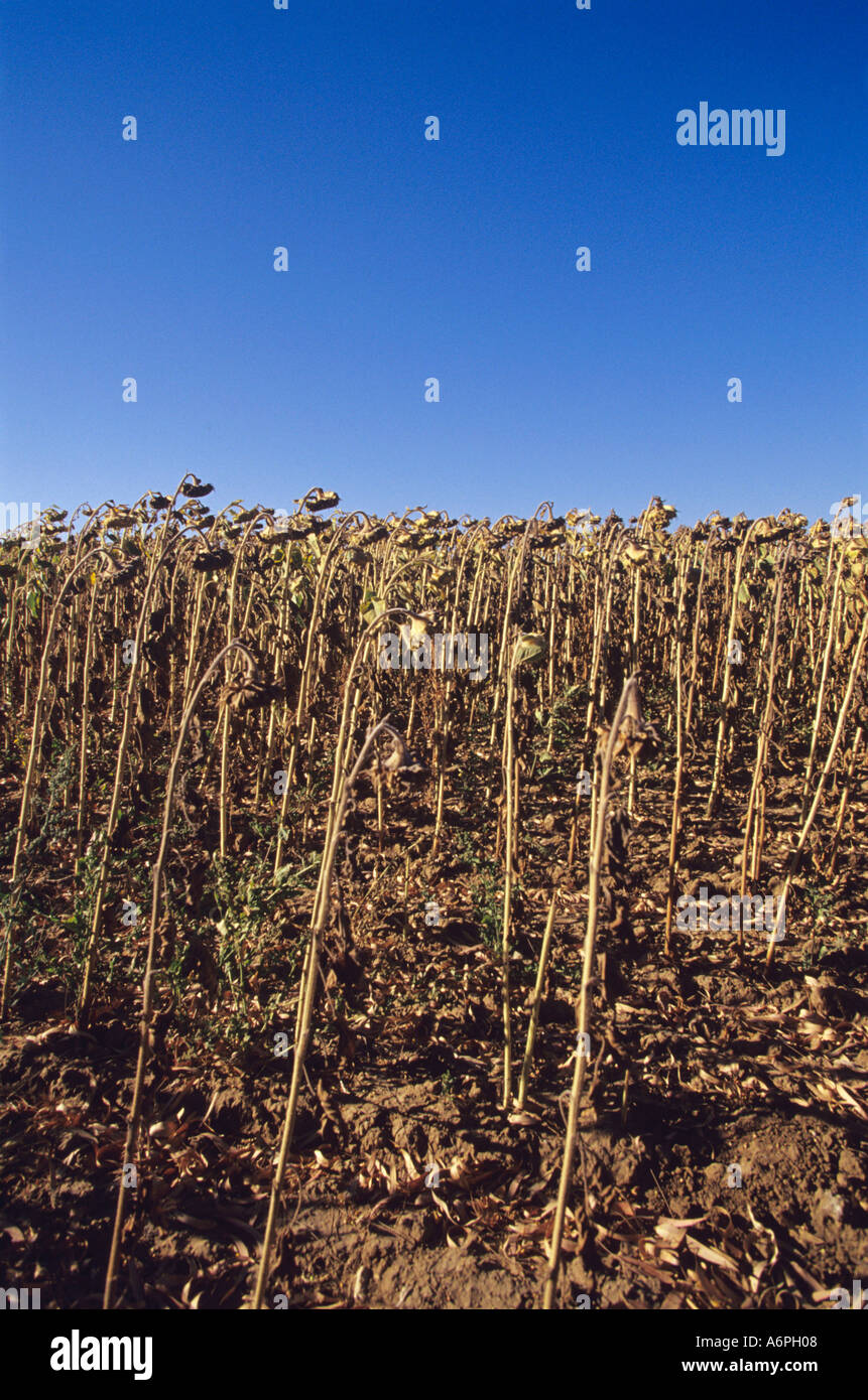 dry stalks of sunflowers just before the harvest Stock Photo - Alamy