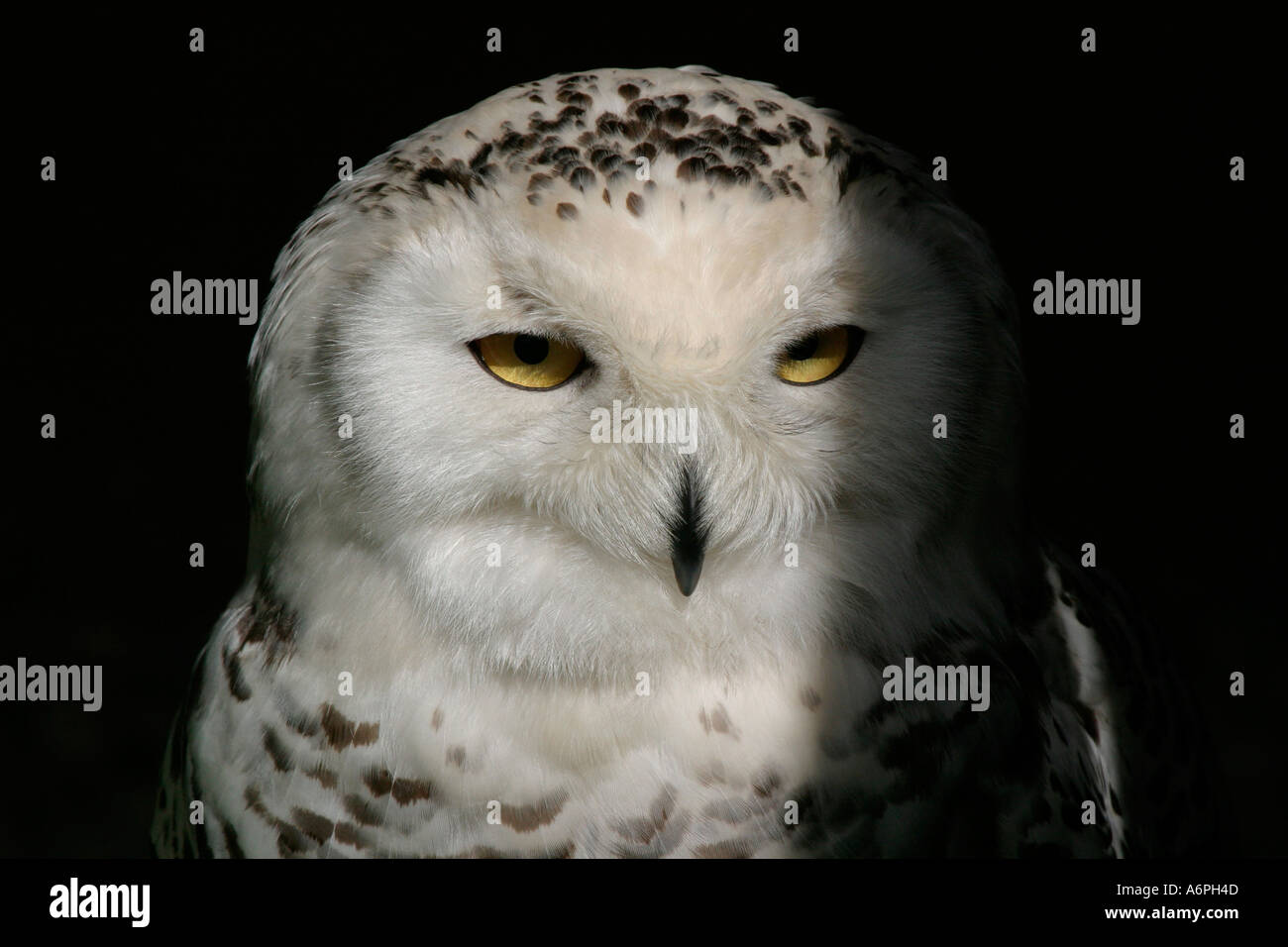 Official Bird Of Quebec High Resolution Stock Photography and Images ...