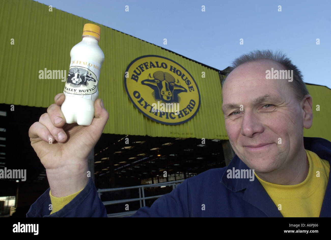 Buffalo milk produced in Bedfordshire in the UK Stock Photo - Alamy