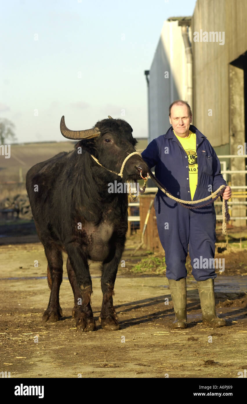 Buffalo farm in Bedfordshire UK Stock Photo - Alamy