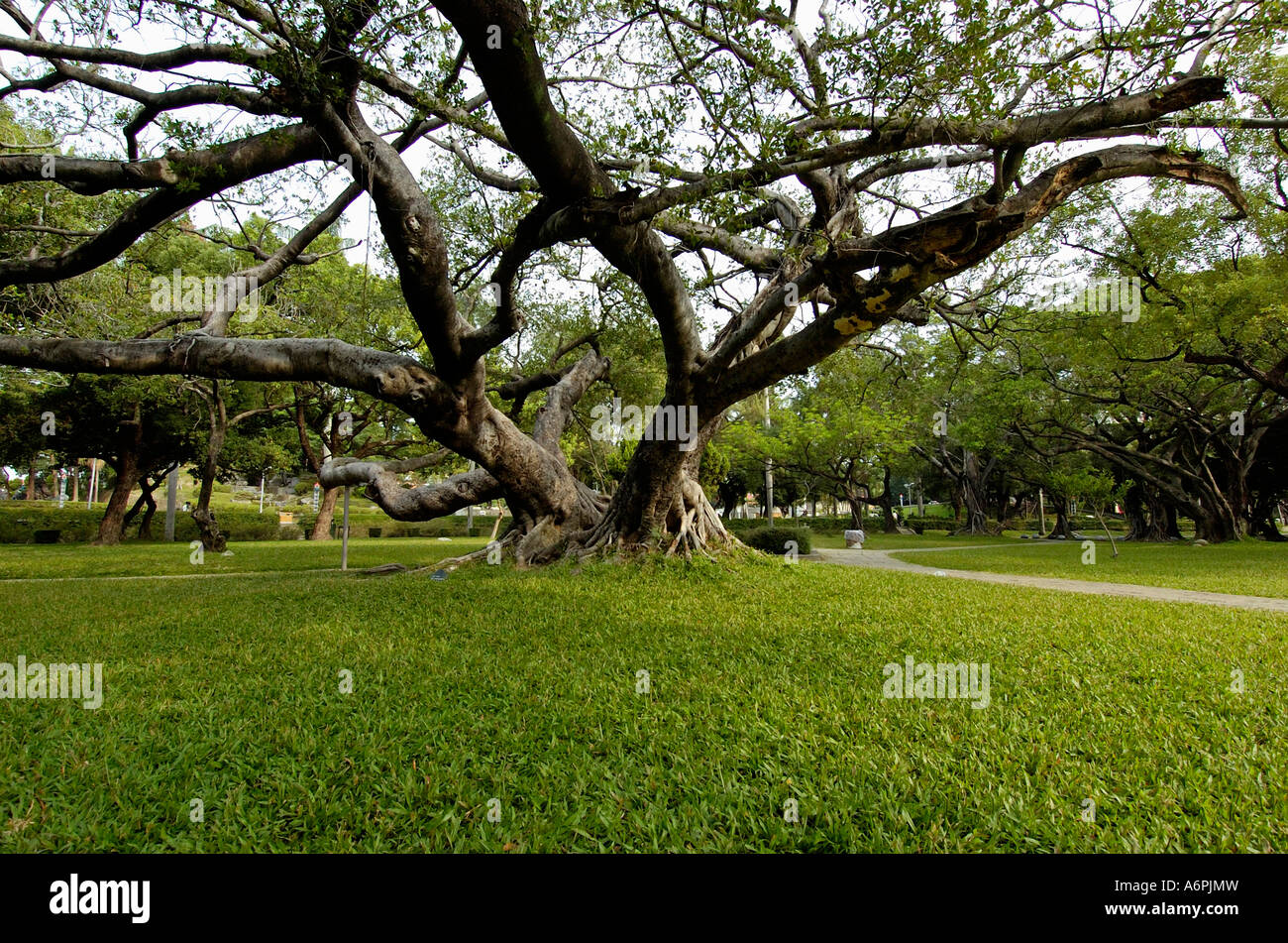 Huge tree in park with green lawn Stock Photo - Alamy