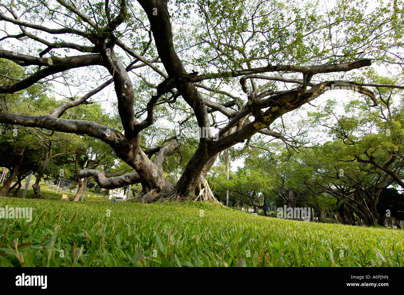 Huge tree in park with green lawn Stock Photo - Alamy