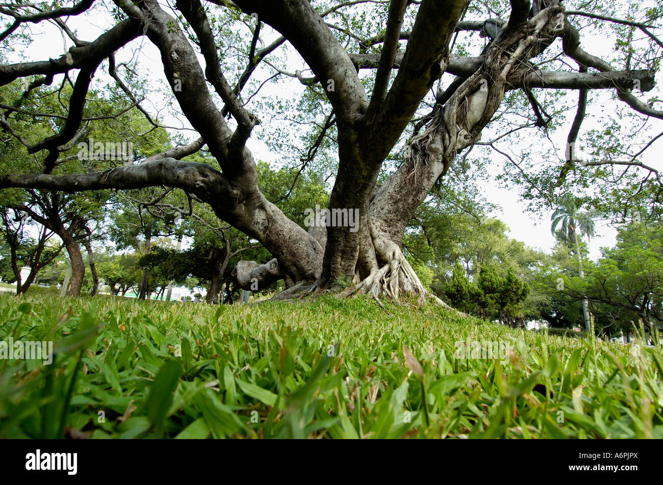 Huge tree in park with green lawn Stock Photo - Alamy