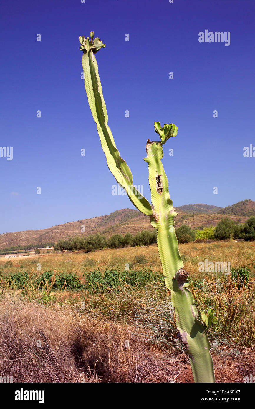A CACTUS IN THE MEDITERRANEAN COUNTRY LANDSCAPE IN CYPRUS Stock Photo ...