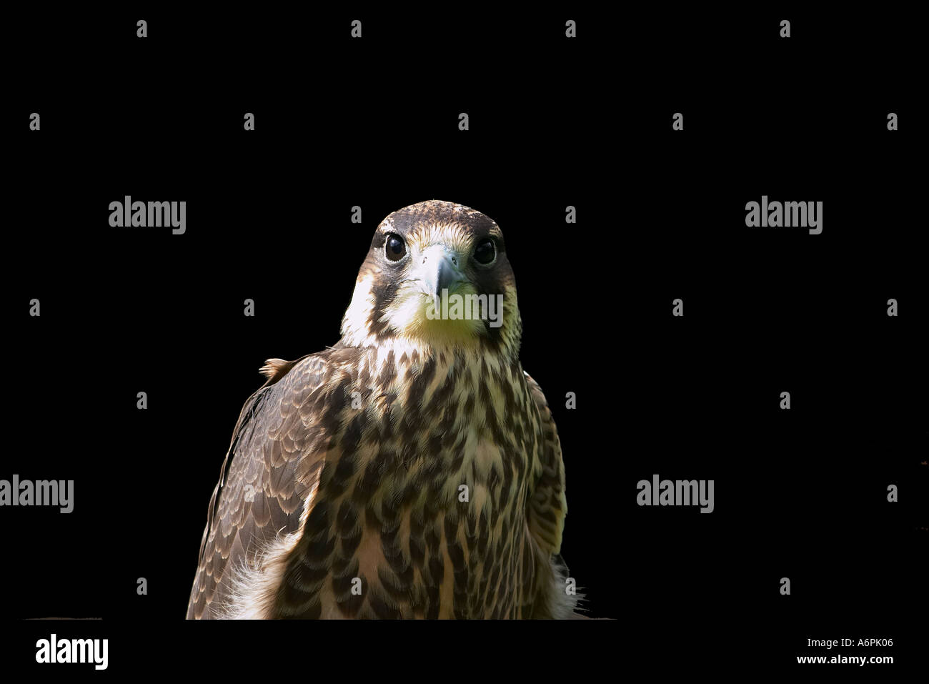Falcon staring ahead looking inquistive Stock Photo - Alamy