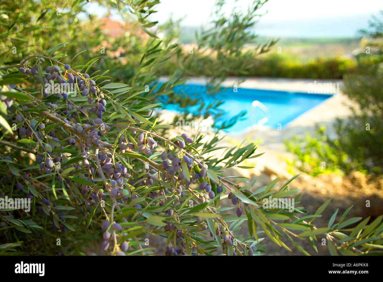 Olive tree swimming pool hi-res stock photography and images - Alamy