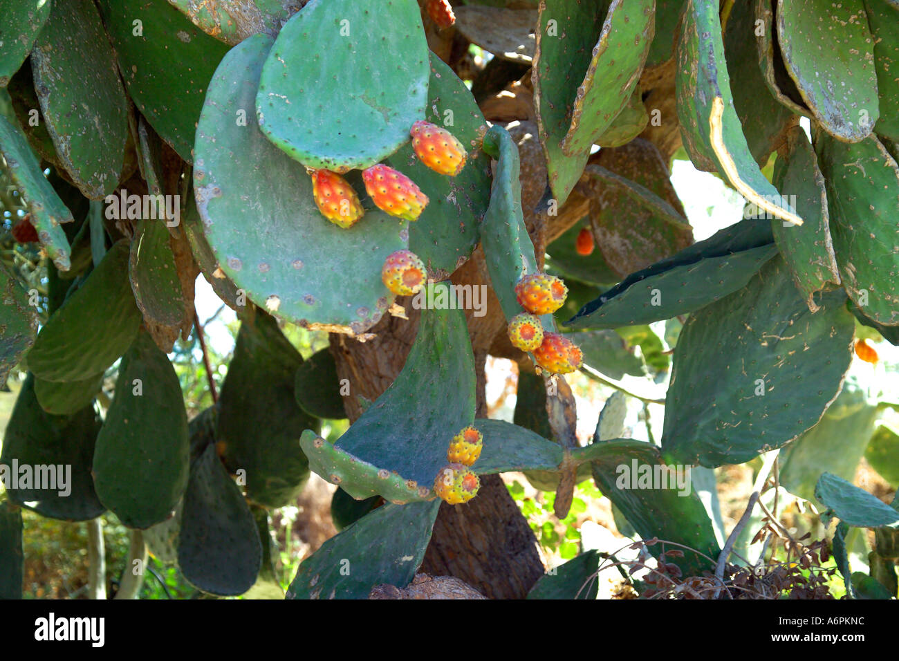 LARGE PRICKLY PEAR TREE IN CYPRUS Stock Photo - Alamy