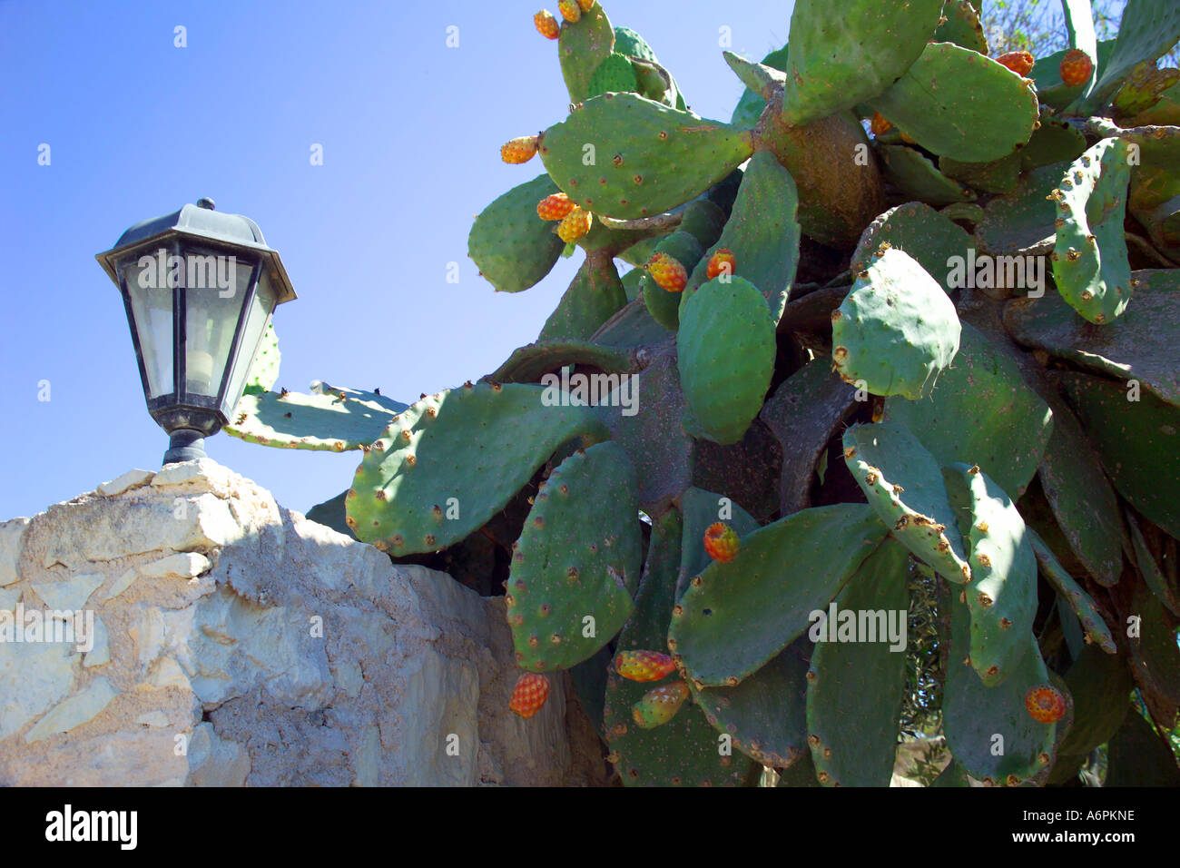 PRICKLY PEAR TREE IN CYPRUS NEXT TO A STONE WALL AND OLD STREET LAMP ...