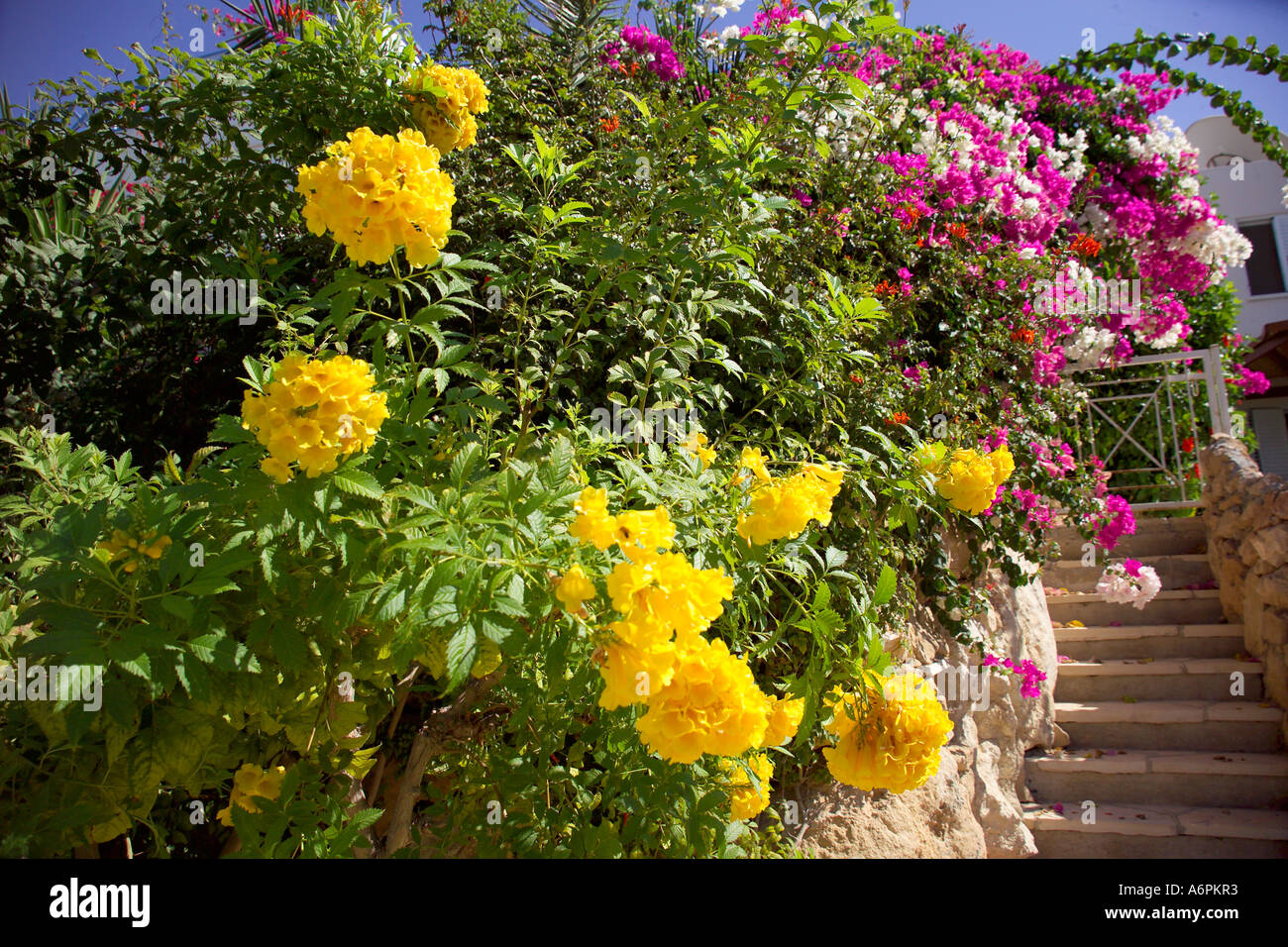 SCENIC VIEW OF FLOWERS IN CYPRUS WITH BLUE SKY AND STONE STEPS PATHWAY ...