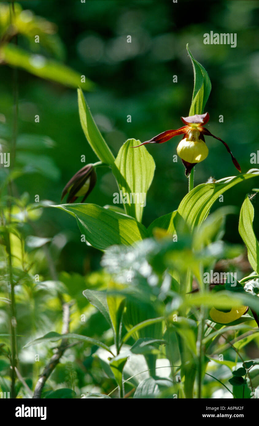 Southern yellow ladys slipper hi-res stock photography and images - Alamy