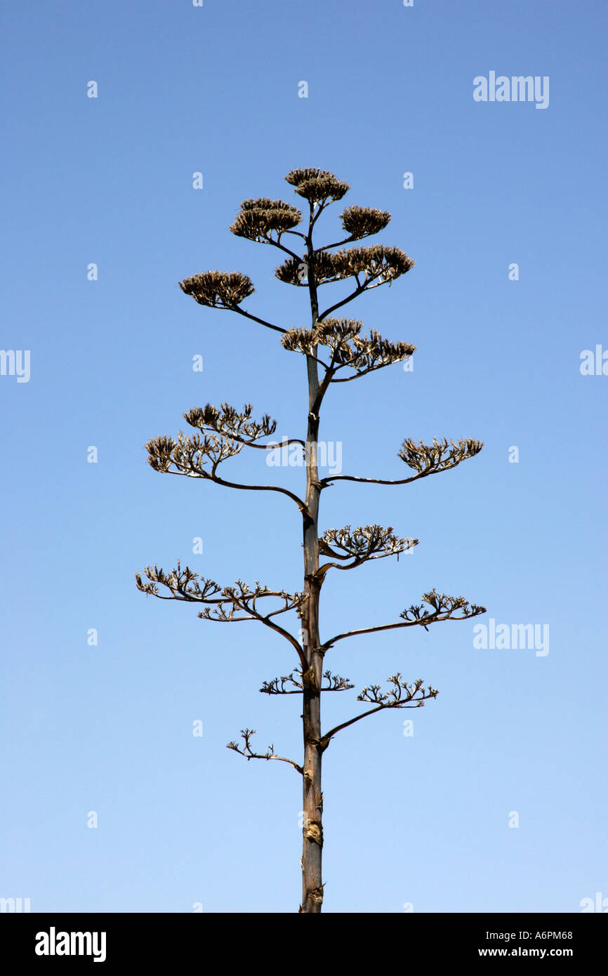 Rough agave hi-res stock photography and images - Alamy