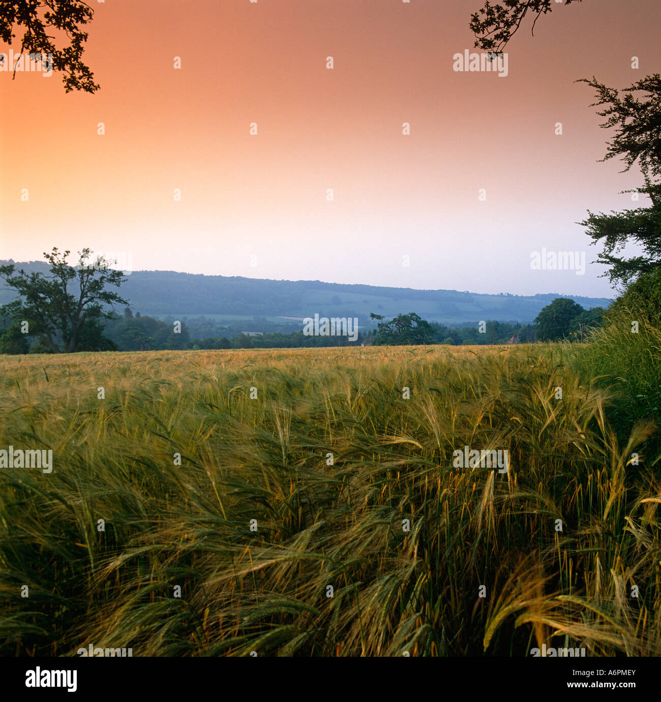 Field of Corn In Sussex UK Europe Stock Photo - Alamy