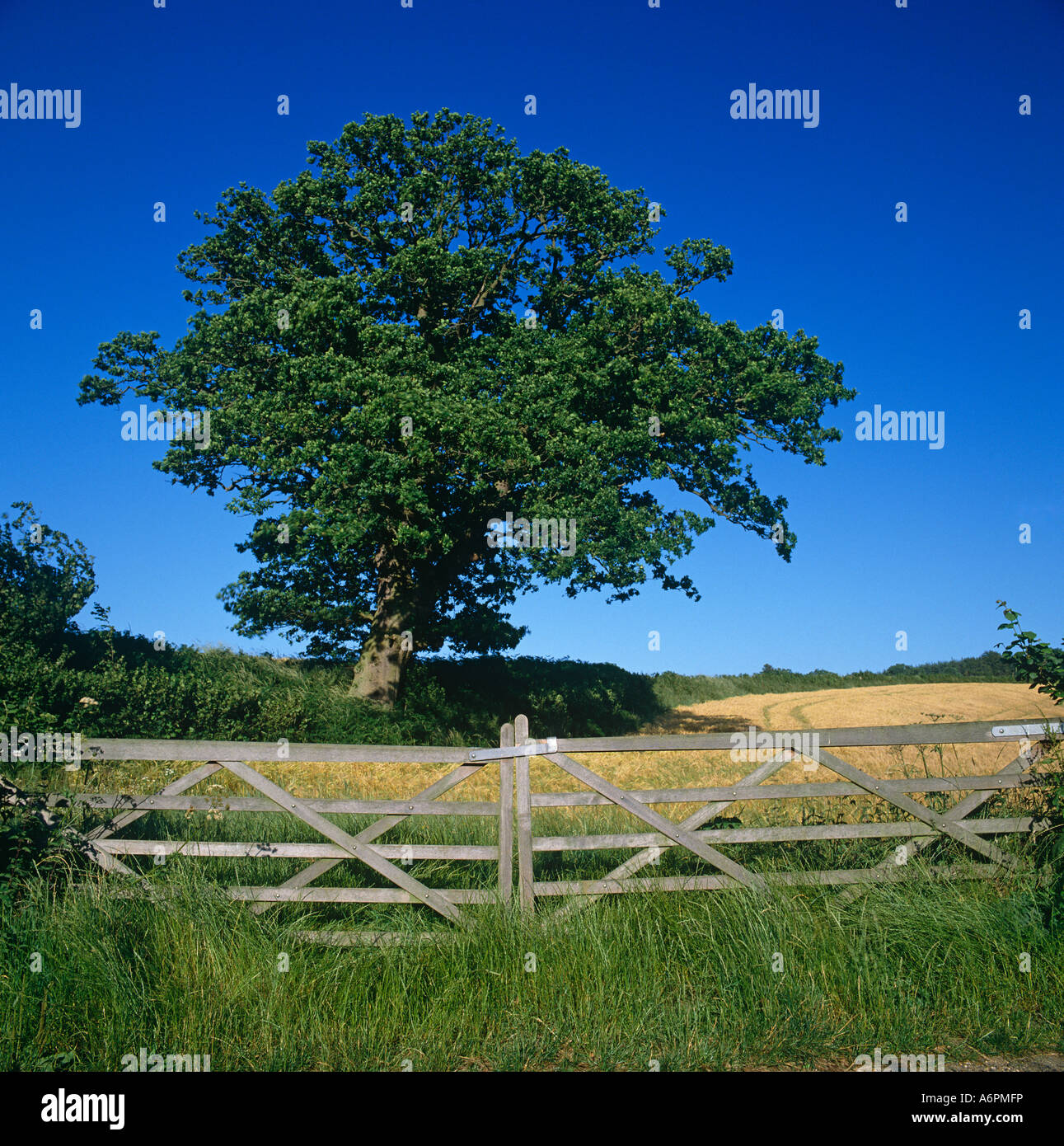 Oak Tree In Field With Gate Surrey UK Europe Stock Photo - Alamy