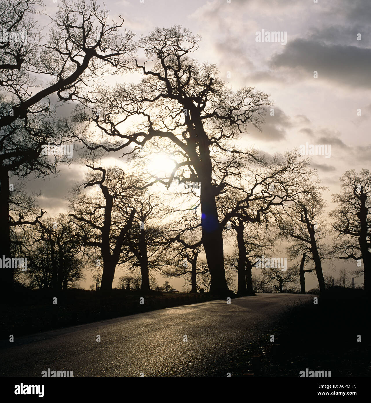 Oak Trees In Winter Richmond Park Surrey UK Europe Stock Photo - Alamy