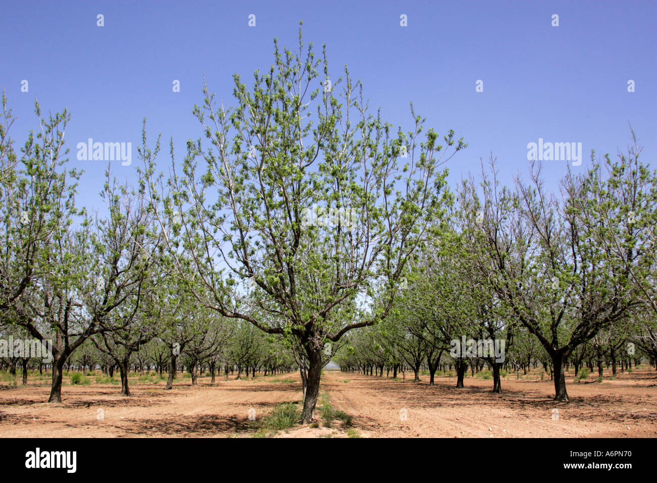 New mexico state tree hi-res stock photography and images - Alamy