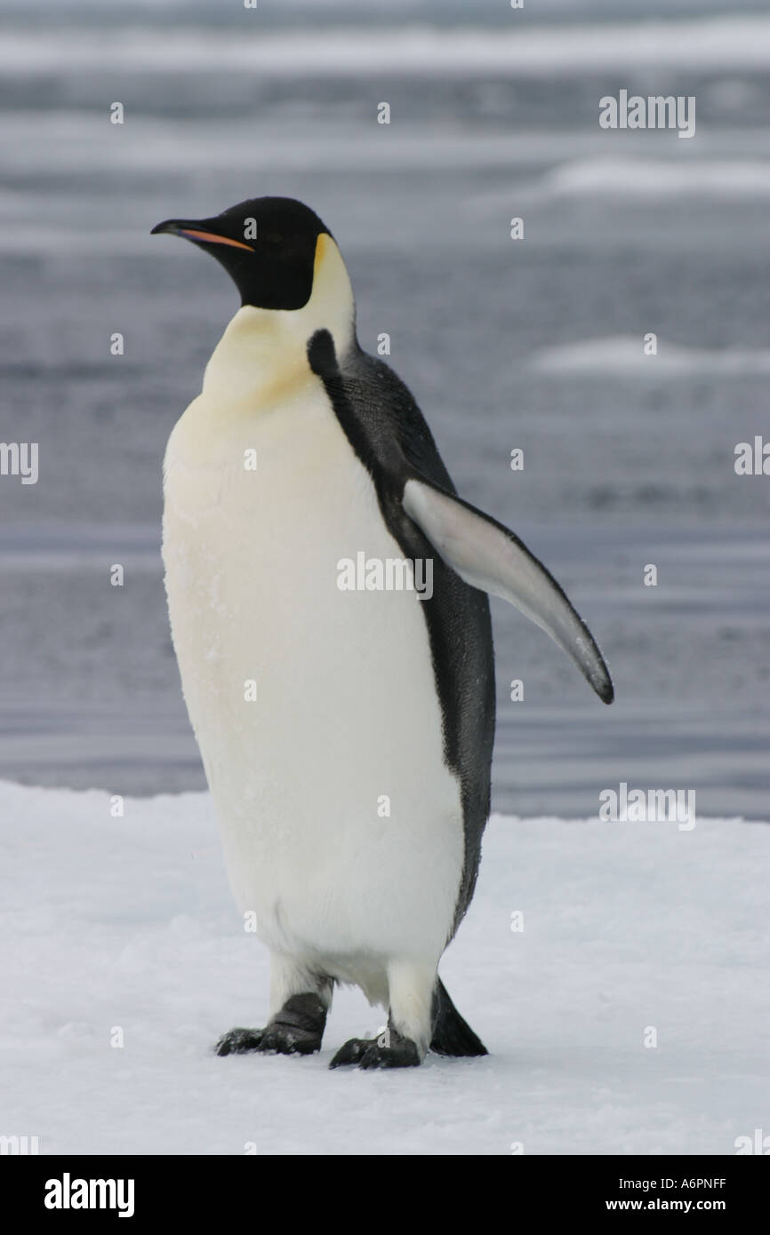 Emperor Penguin, Atka Bay, Weddell Sea, Antarctica Stock Photo - Alamy