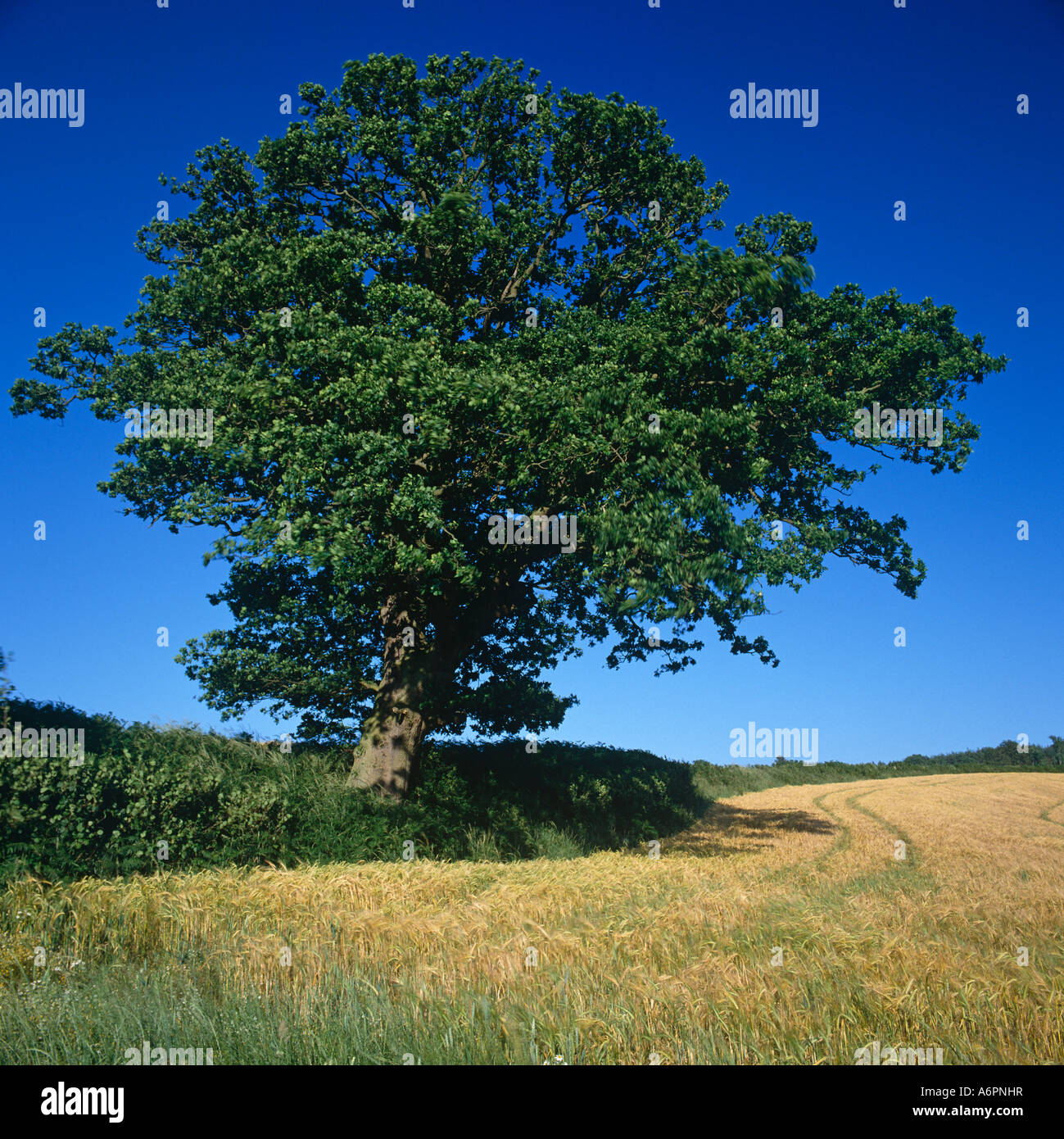 Oak Tree In Wheat Field Surrey UK Europe Stock Photo - Alamy