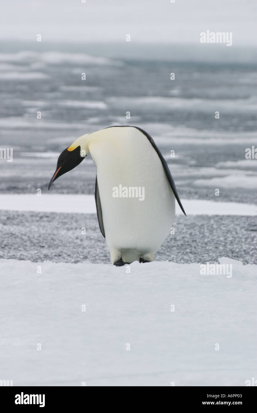 Emperor Penguin, Atka Bay, Weddell Sea, Antarctica Stock Photo - Alamy