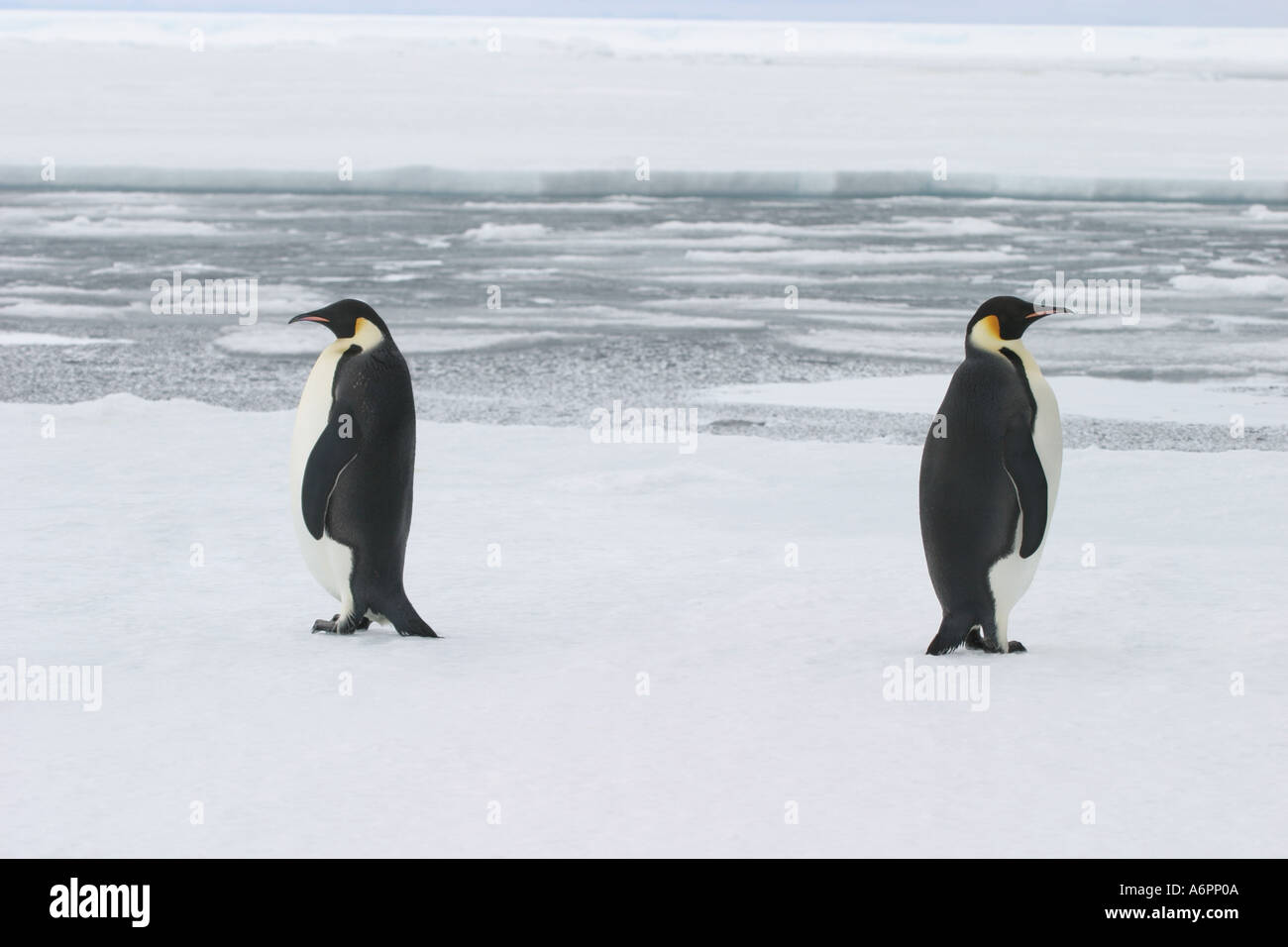 Emperor Penguin, Atka Bay, Weddell Sea, Antarctica Stock Photo - Alamy