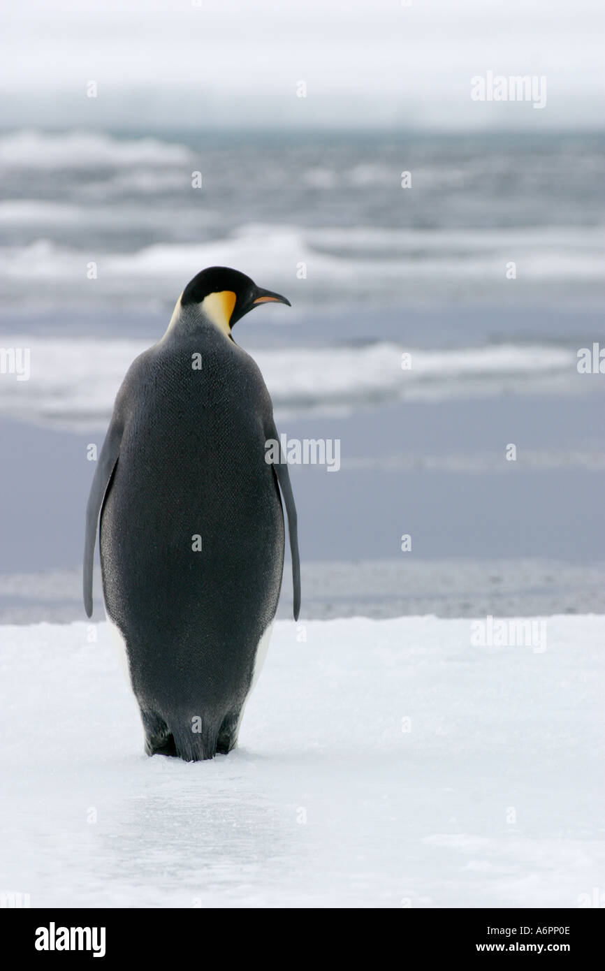 Emperor Penguin, Atka Bay, Weddell Sea, Antarctica Stock Photo - Alamy