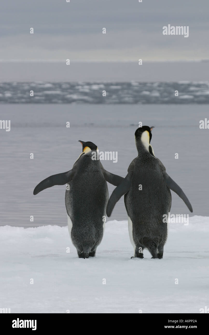 Emperor Penguins, Atka Bay, Weddell Sea, Antarctica Stock Photo - Alamy
