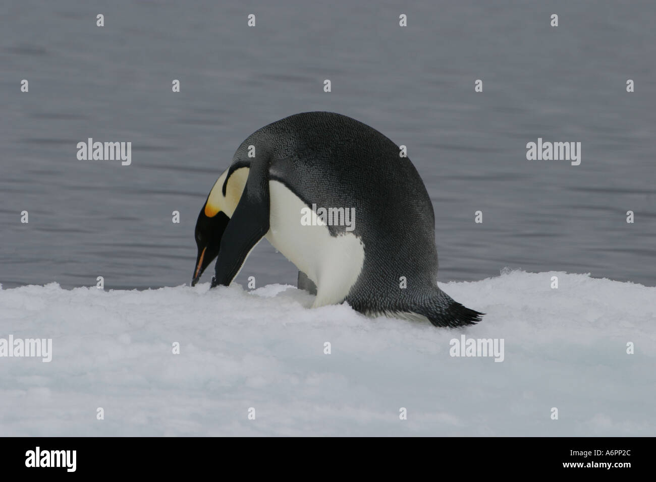 Emperor Penguin prepares to dive, Atka Bay, Weddell Sea, Antarctica ...
