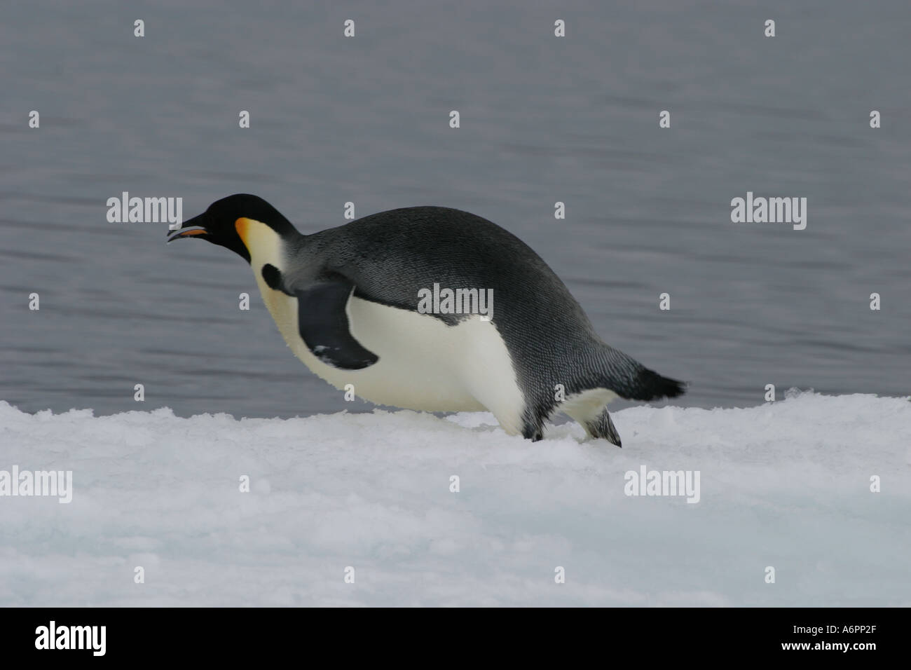 Emperor Penguin prepares to dive, Atka Bay, Weddell Sea, Antarctica ...