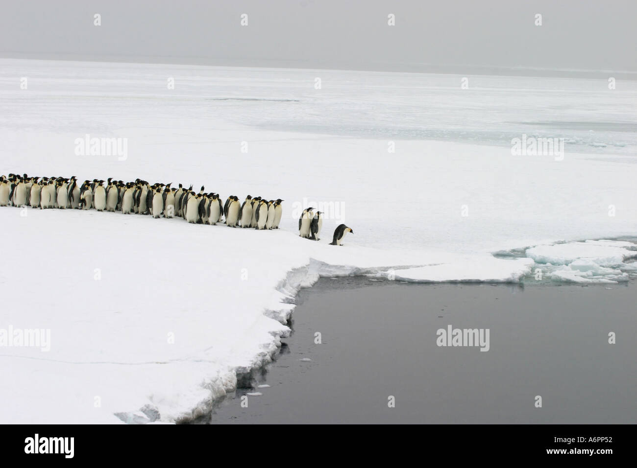 Halley bay hi-res stock photography and images - Alamy