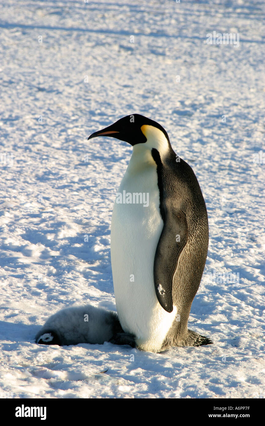 Emperor Penguin and Dead Chick, Riiser Larsen Ice Shelf , Antarctic ...