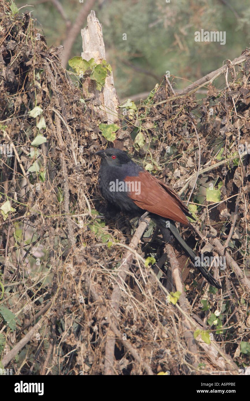 Coucal bird india hi-res stock photography and images - Alamy