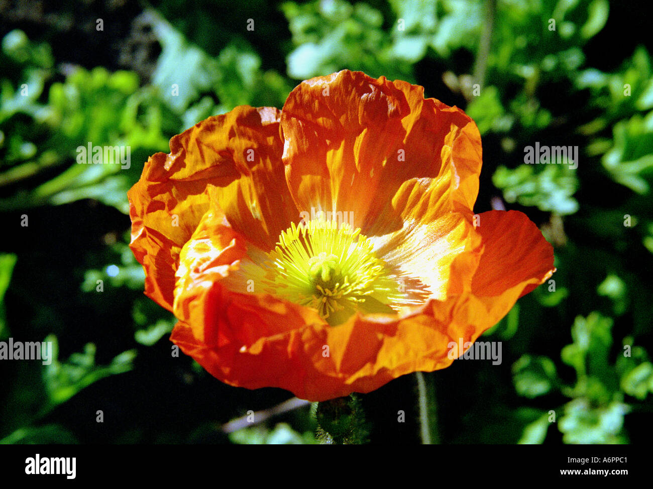 Red poppy flower yellow center hi-res stock photography and images - Alamy
