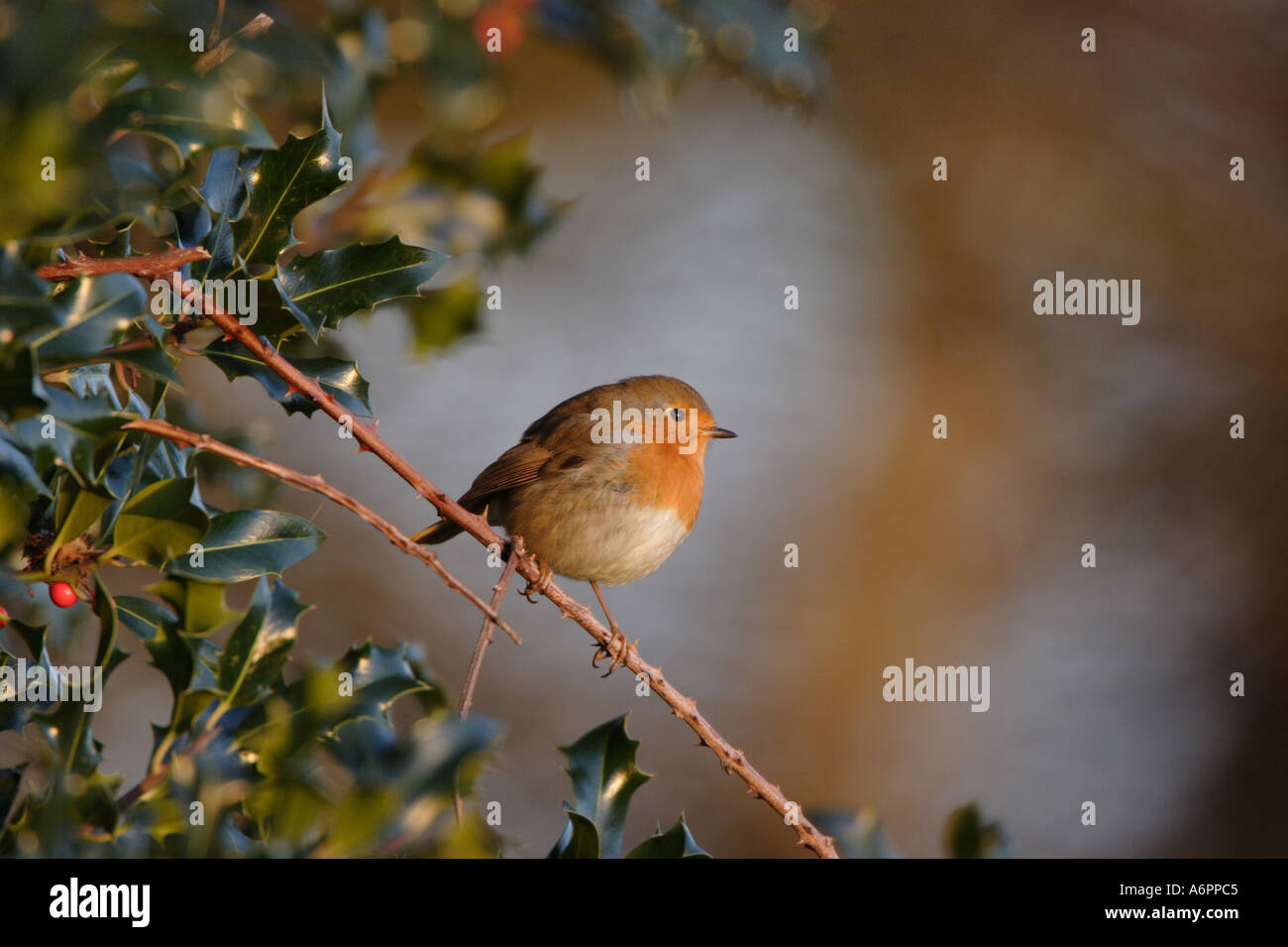 Robin on holly hi-res stock photography and images - Alamy