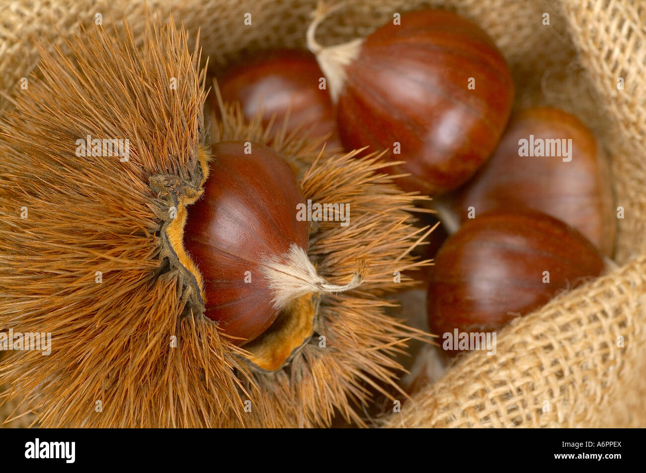 Chestnuts in a sack Stock Photo - Alamy
