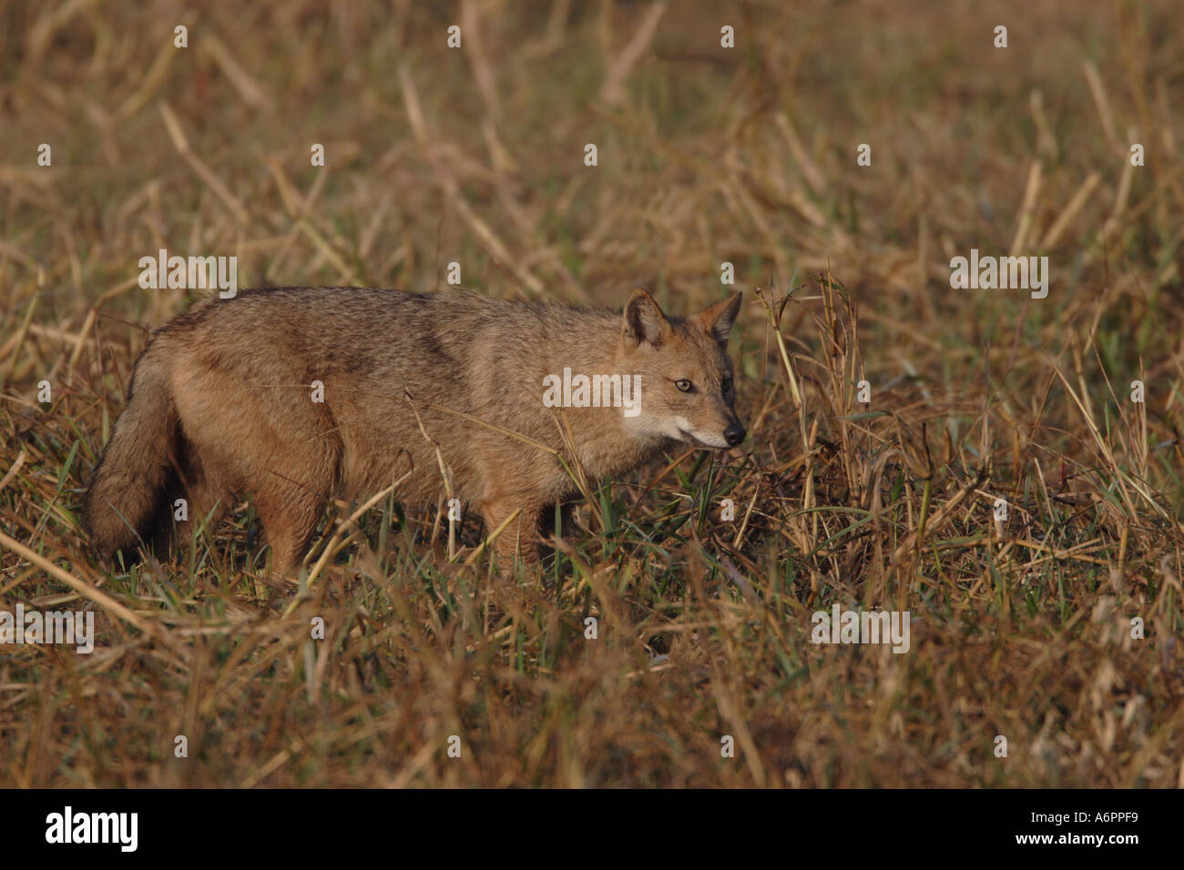 Jackal of bharatpur hi-res stock photography and images - Alamy
