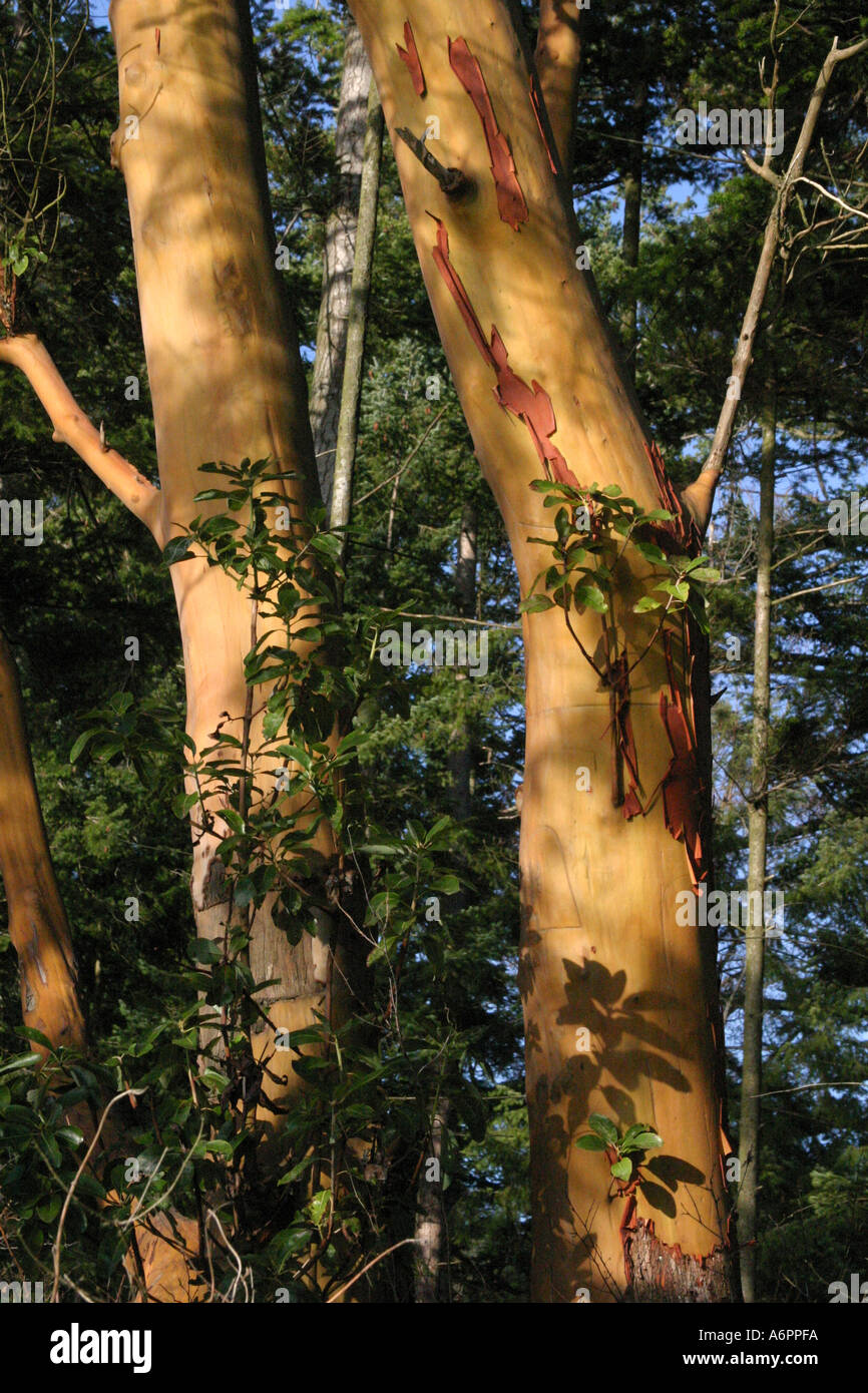Larrabee state park washington hi-res stock photography and images - Alamy