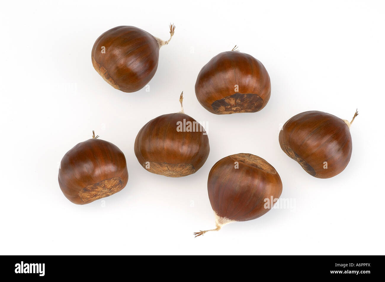 Chestnuts on white background Stock Photo - Alamy