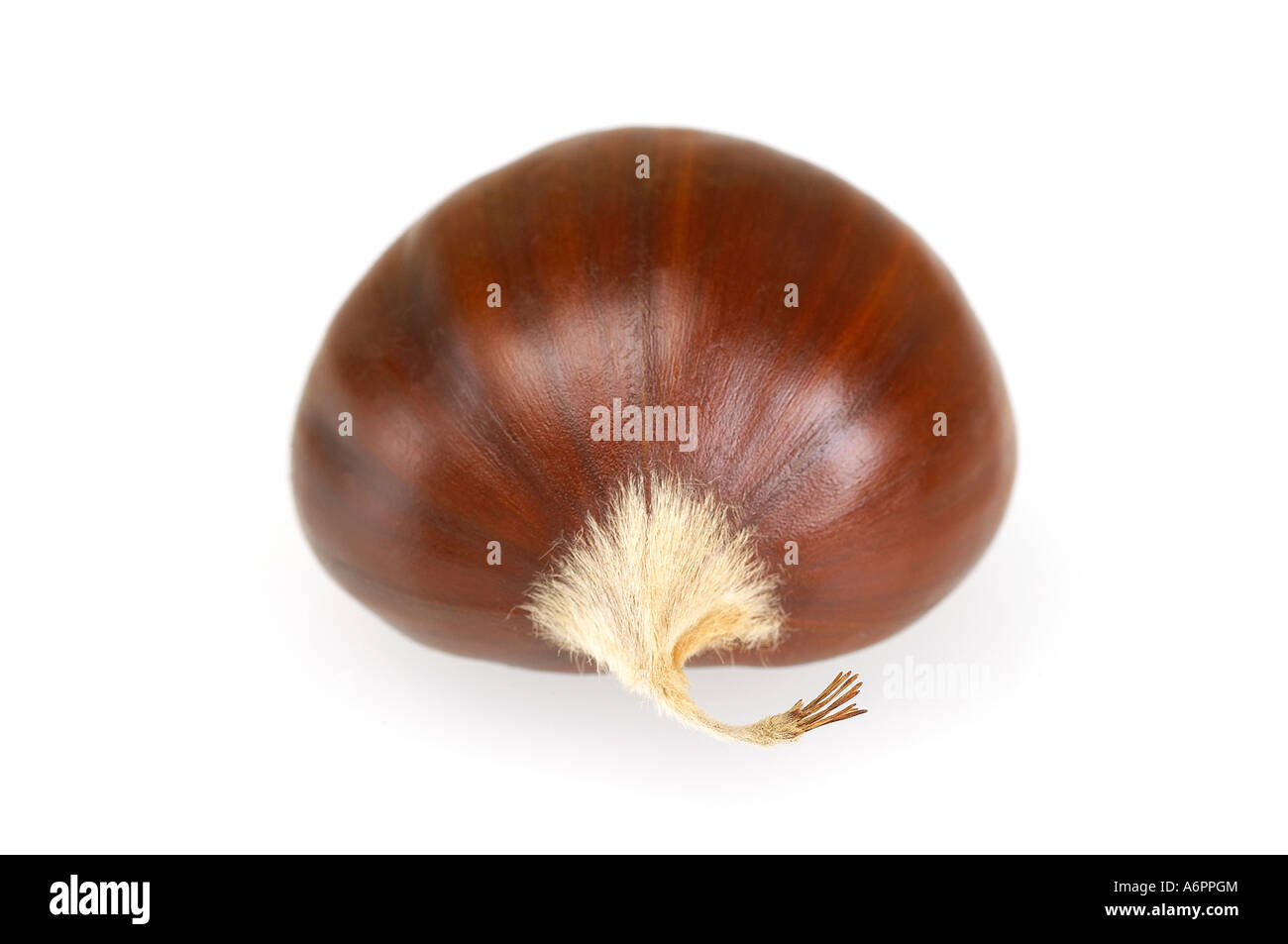 Chestnut on white background Stock Photo - Alamy