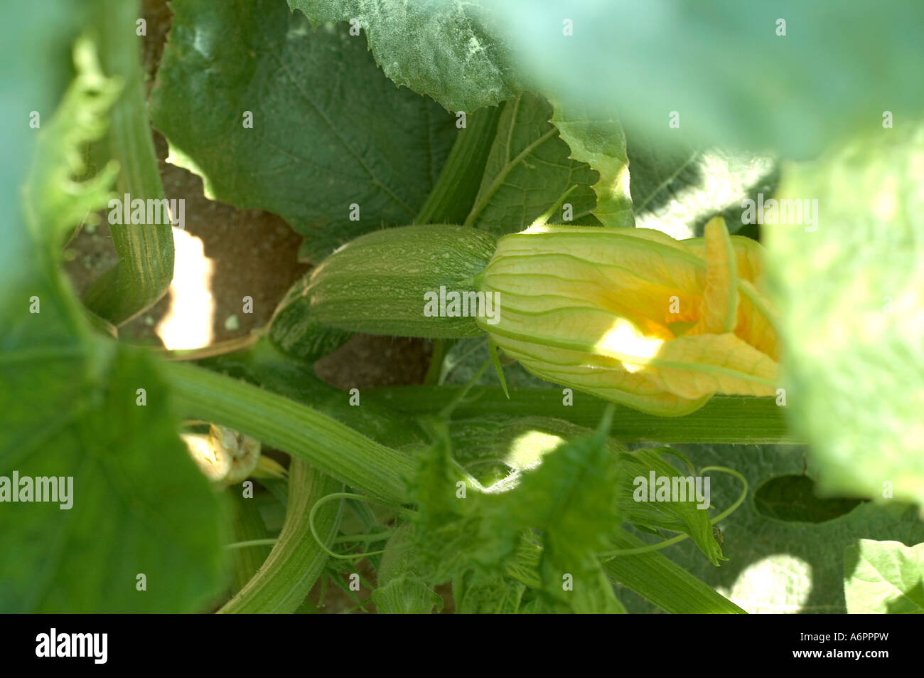 Courgette with flower on the plant Stock Photo - Alamy