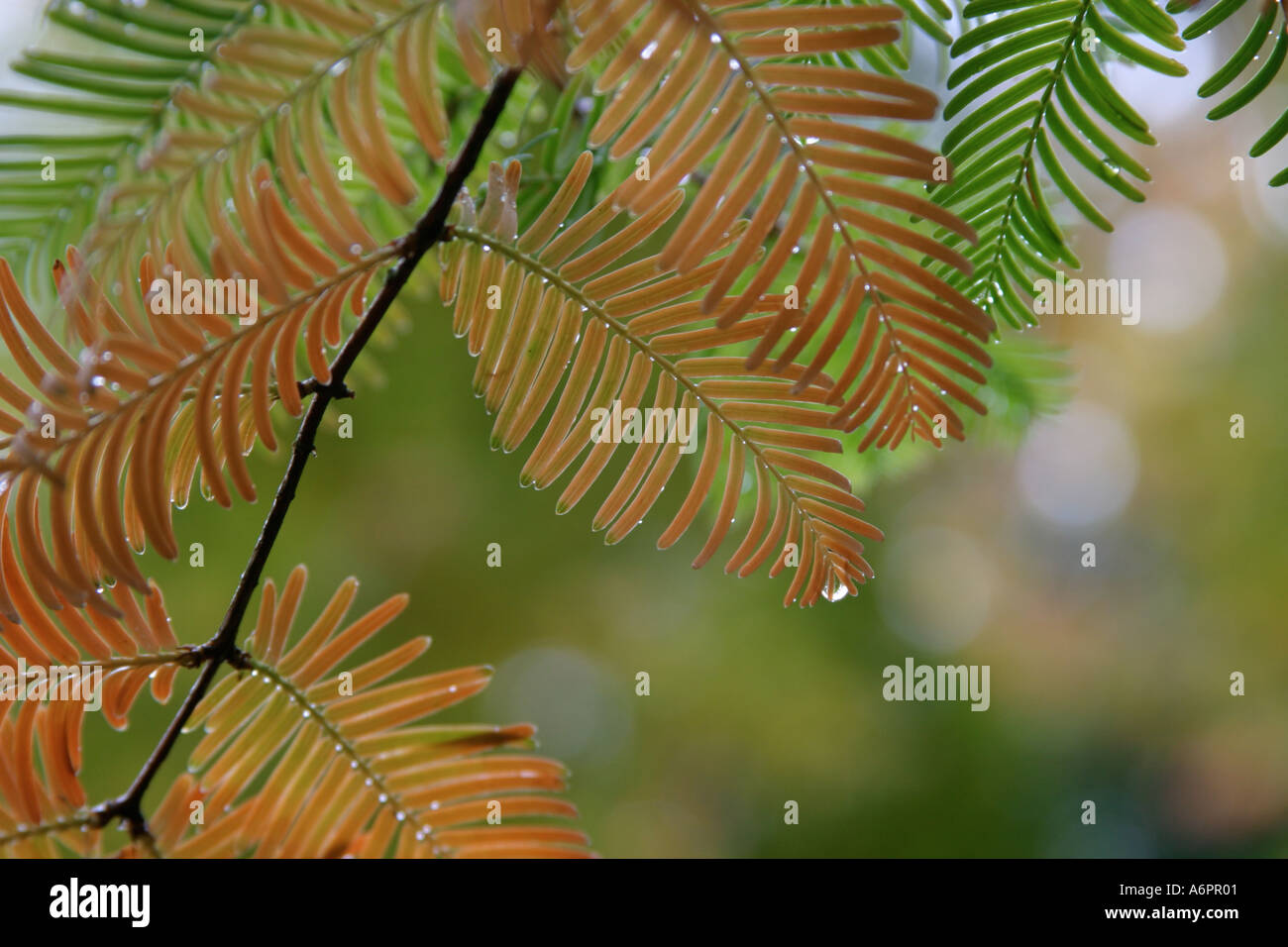 Dawn redwood branch hi-res stock photography and images - Alamy