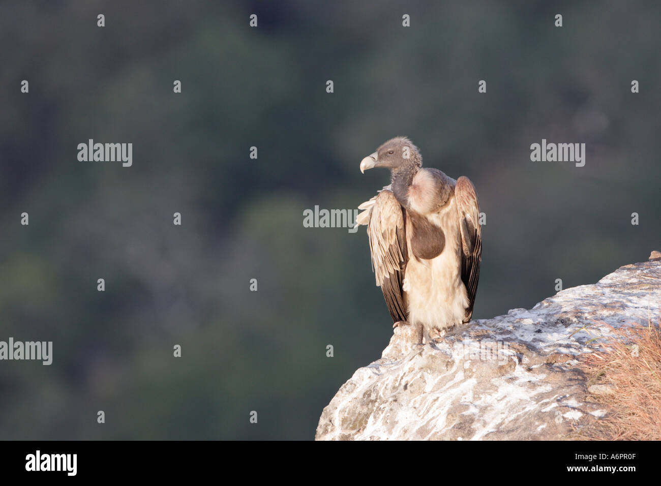 Vulture india gyps indicus hi-res stock photography and images - Alamy