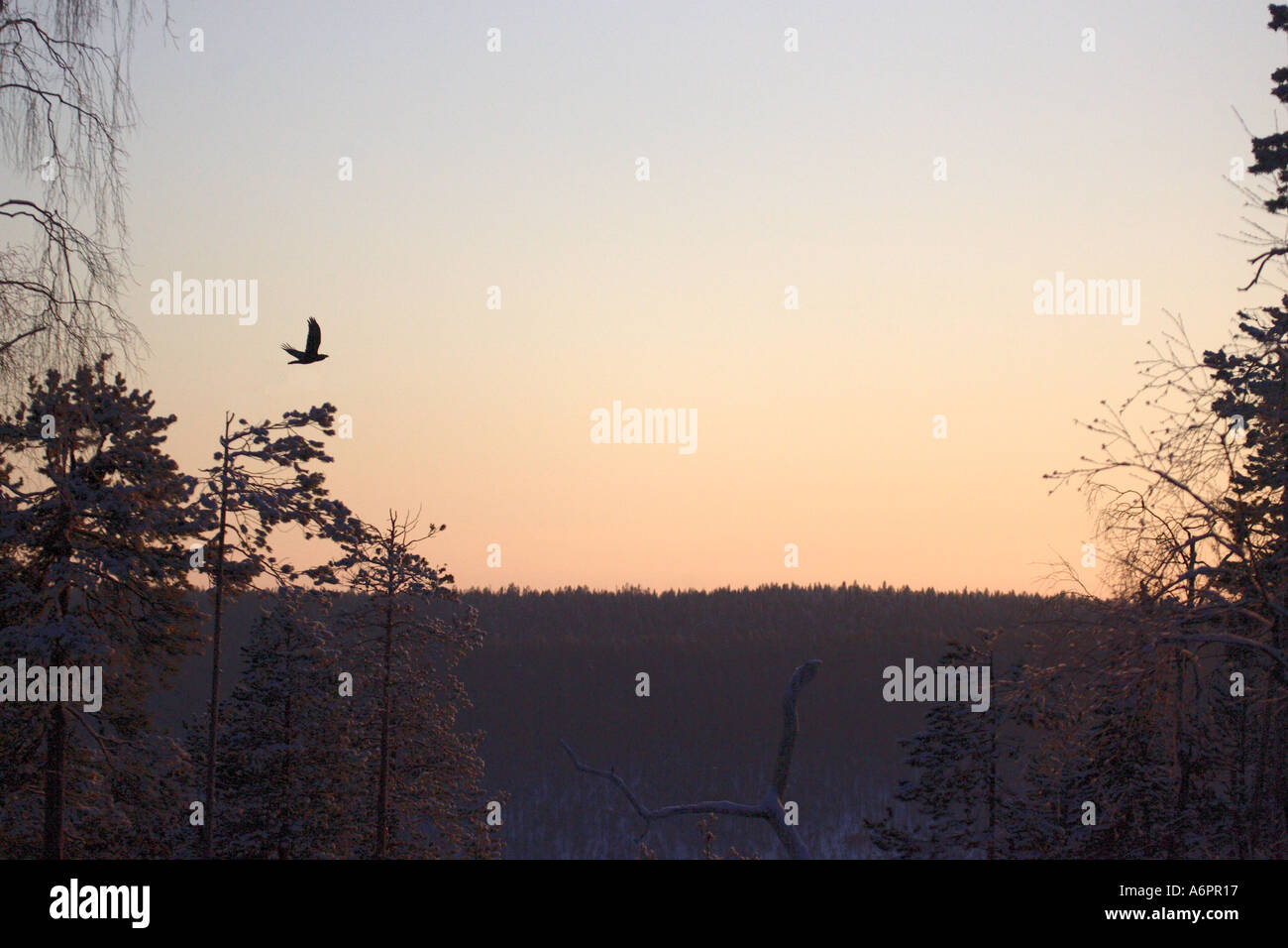 Raven at sunset hi-res stock photography and images - Alamy