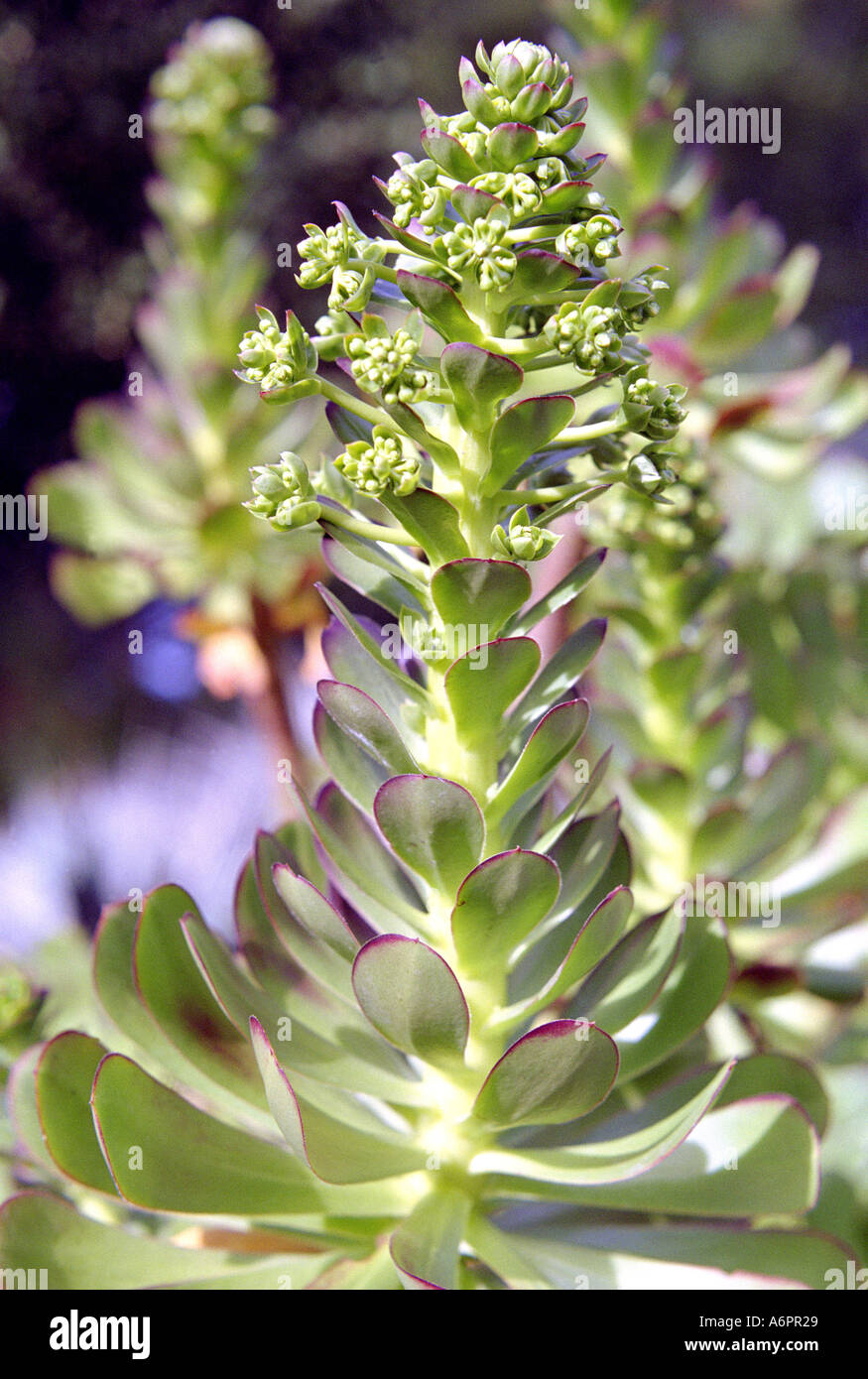 Cactus waxy leaves hi-res stock photography and images - Alamy