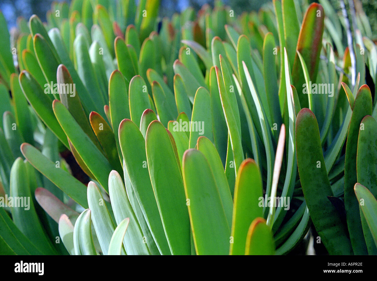 Cactus waxy leaves hi-res stock photography and images - Alamy