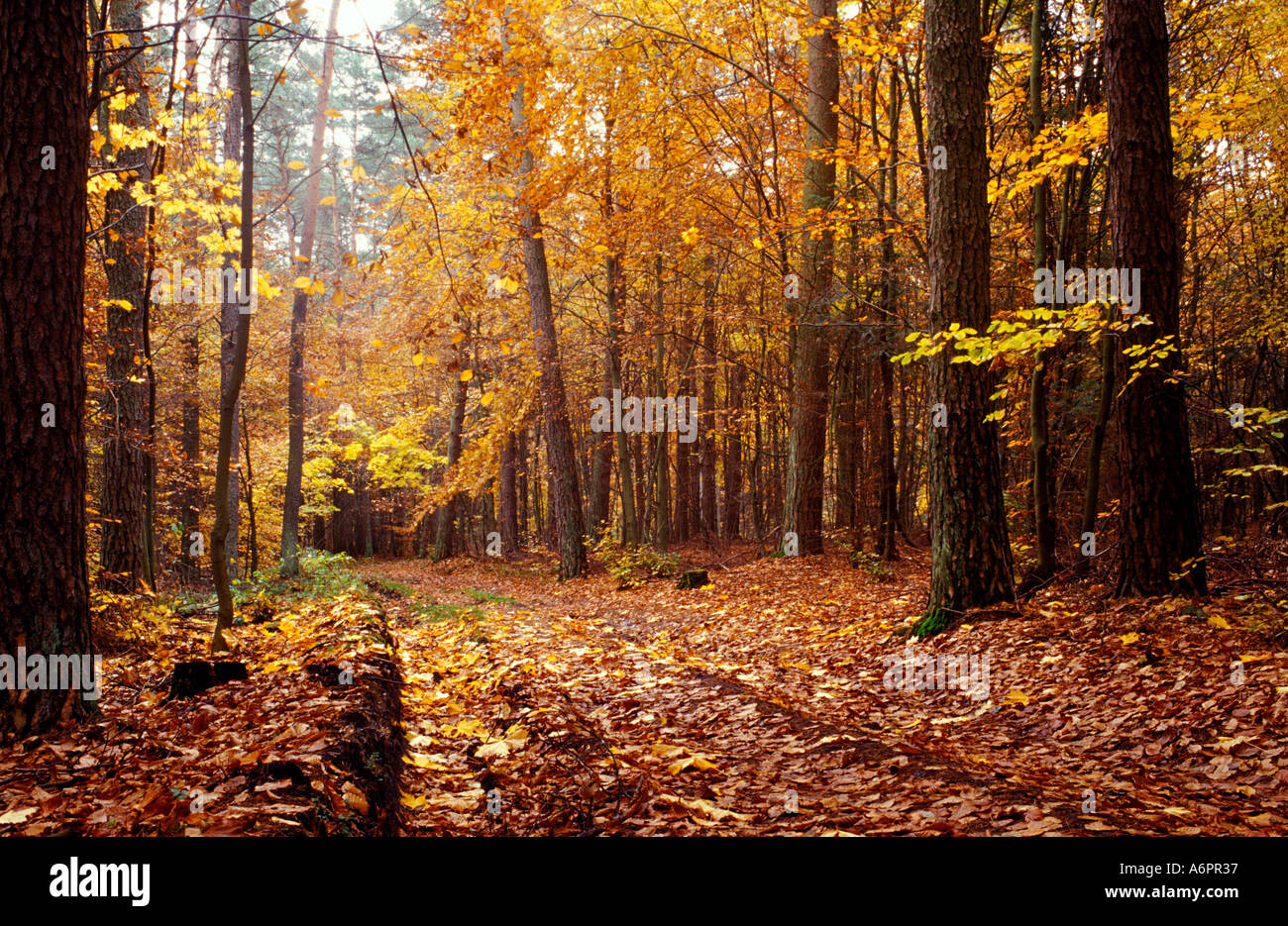 Roztocze National Park Roztocze region in south east Poland Stock Photo ...