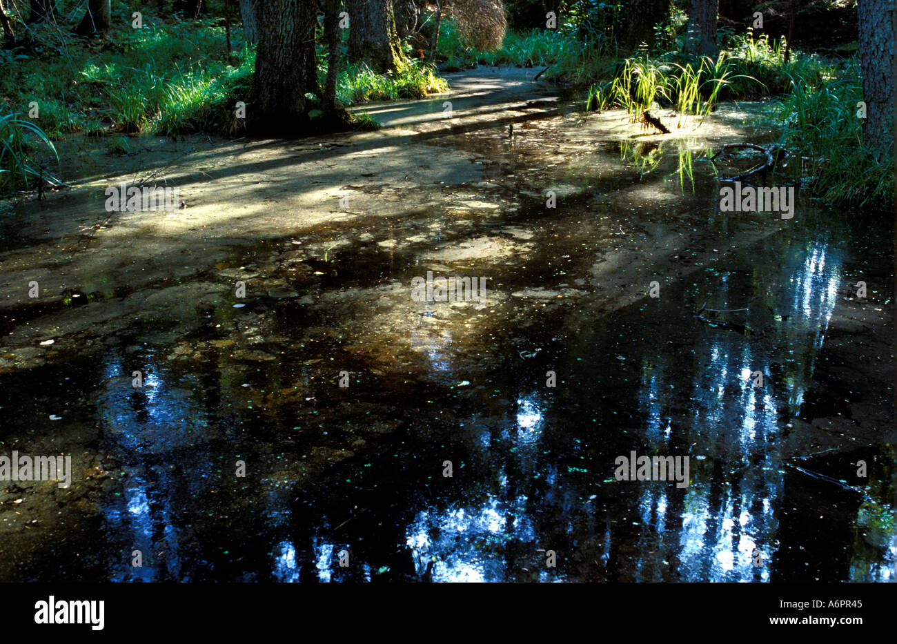 Swamp in Roztocze National Park Poland Europe Stock Photo - Alamy