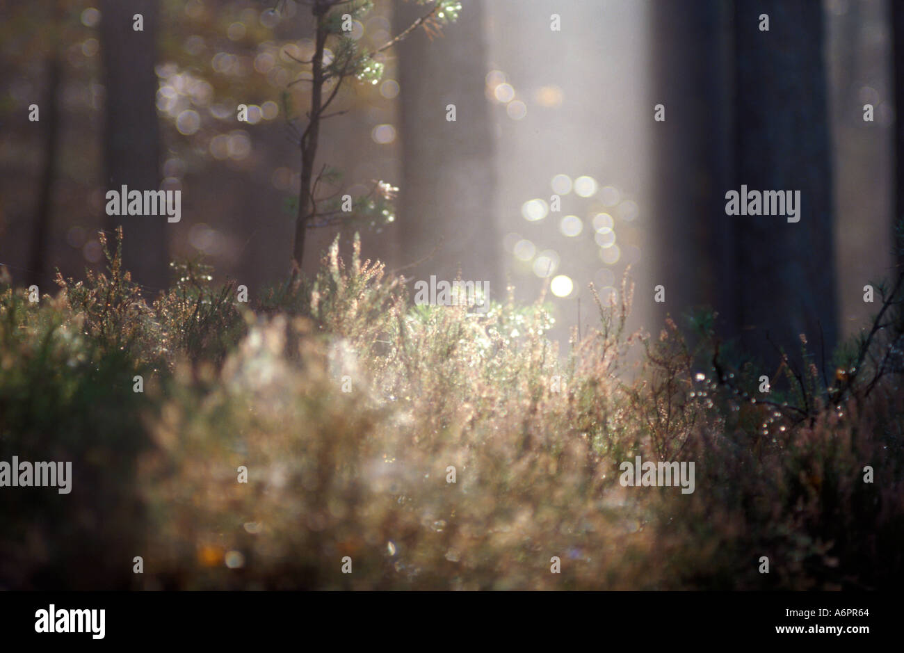 Roztocze region in south east Poland Stock Photo - Alamy