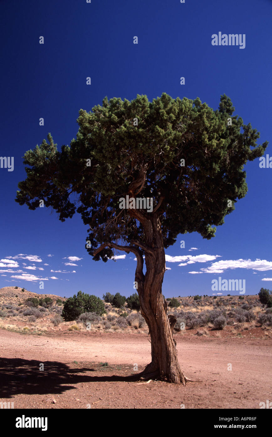 Arizona High Desert Trees at Michelle Ma blog